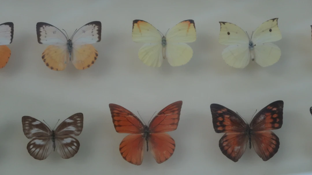 英国蝴蝶监测计划：半个世纪守护昆虫生物多样性的长跑 | 海湿讯 - 哔哩哔哩