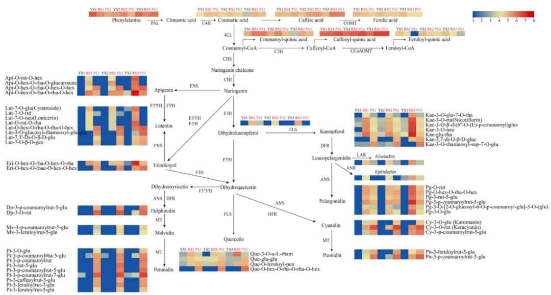 分享一个PPT+Excel绘制KEGG通路热图的方法 - 哔哩哔哩