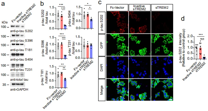 文献解读 | sTREM2有望改善AD患者的tau磷酸化和认知障碍 - 哔哩哔哩