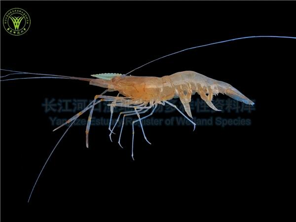 3种极易混淆的沼虾的分类和识别 - 哔哩哔哩