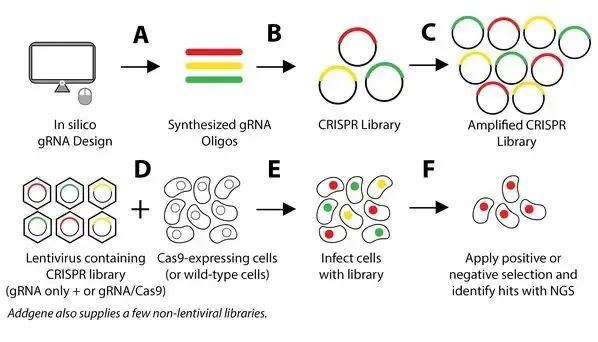 CRISPR screening—sgRNA pool构建流程 - 哔哩哔哩