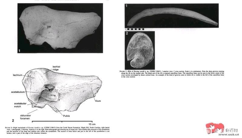 龙王鲸科资料搬运整理 - 哔哩哔哩