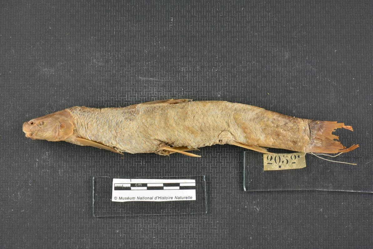 葛洲坝截流前长江两种铜鱼属 Coreius Jordan et Starks, 1905的生物学及渔业利用 - 哔哩哔哩