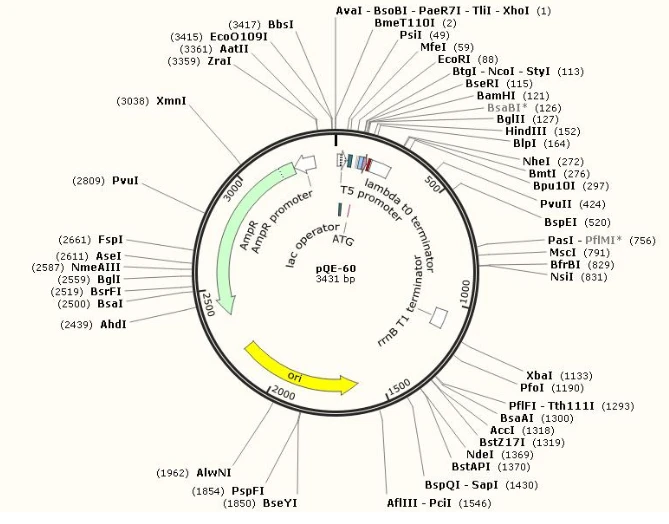 pQE-60大肠杆菌表达载体—艾普蒂生物 - 哔哩哔哩