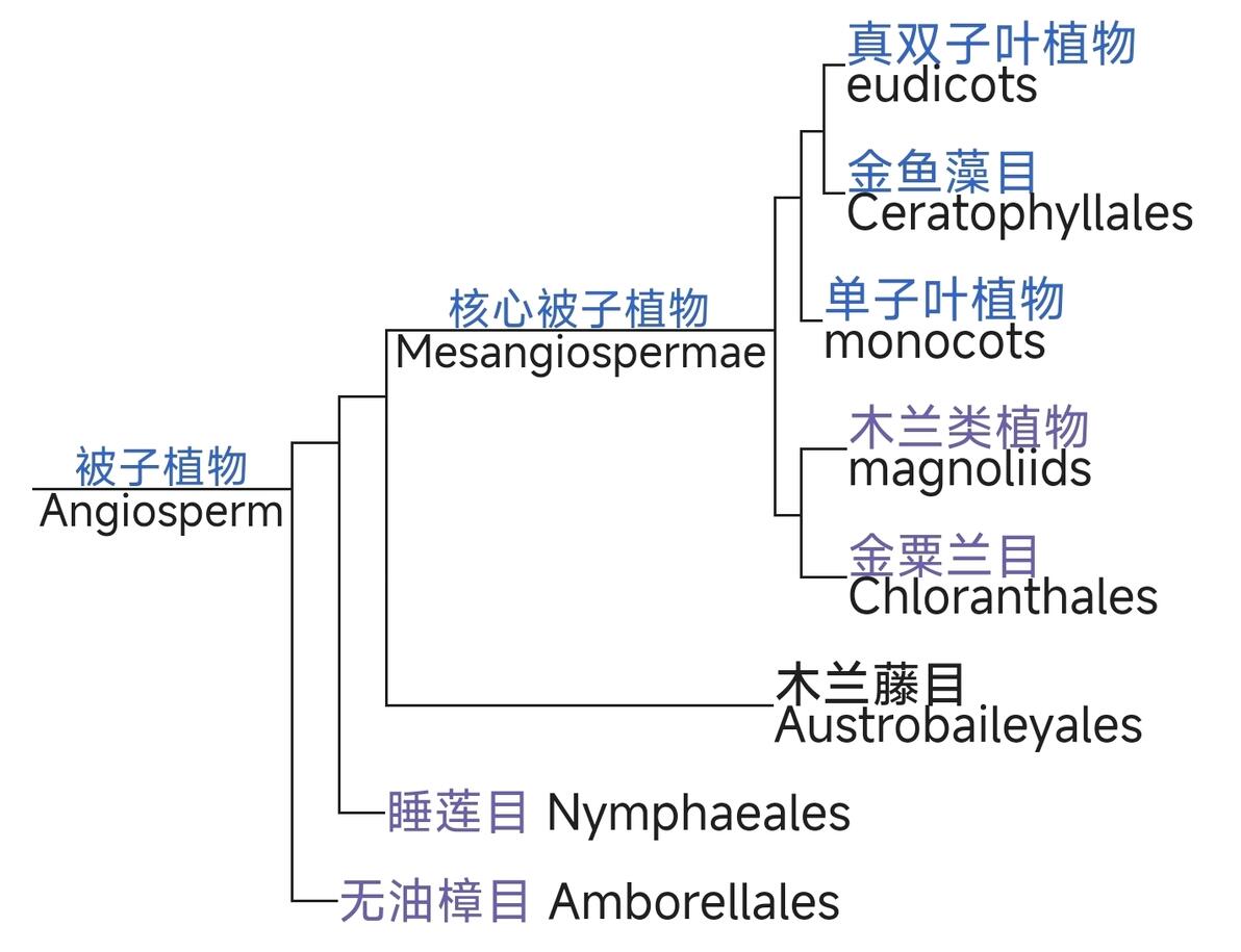 APG IV通识全解-被子植物基群ANA - 哔哩哔哩