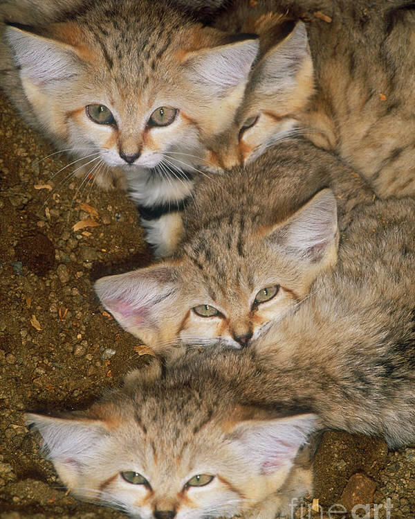 玛格丽特怎么就不是一种玛丽了？莎草可能的原型——沙漠猫 - 哔哩哔哩