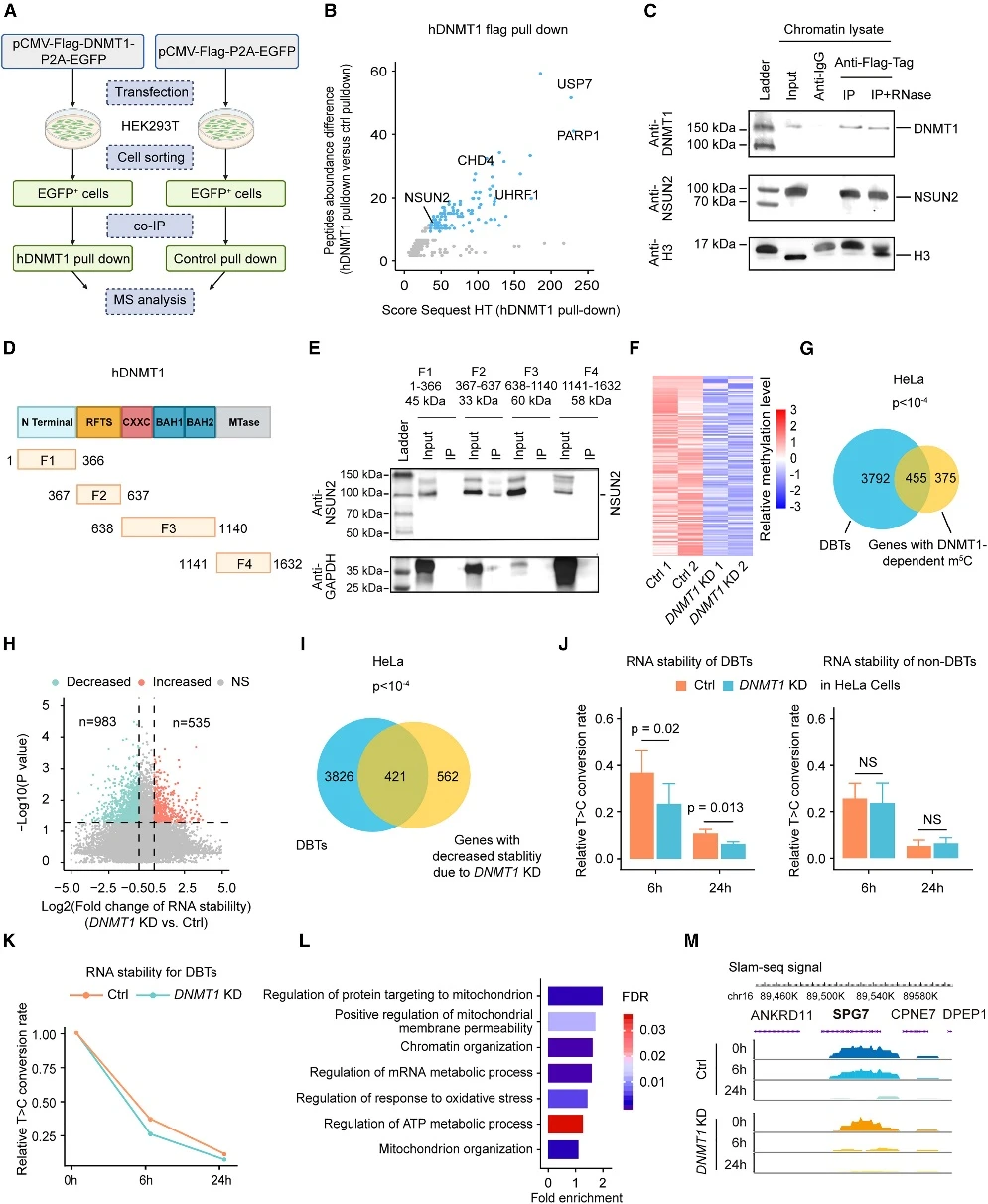 易基因：RNA m5C甲基化修饰研究怎么做？4篇10+分顶刊文献解读 - 哔哩哔哩