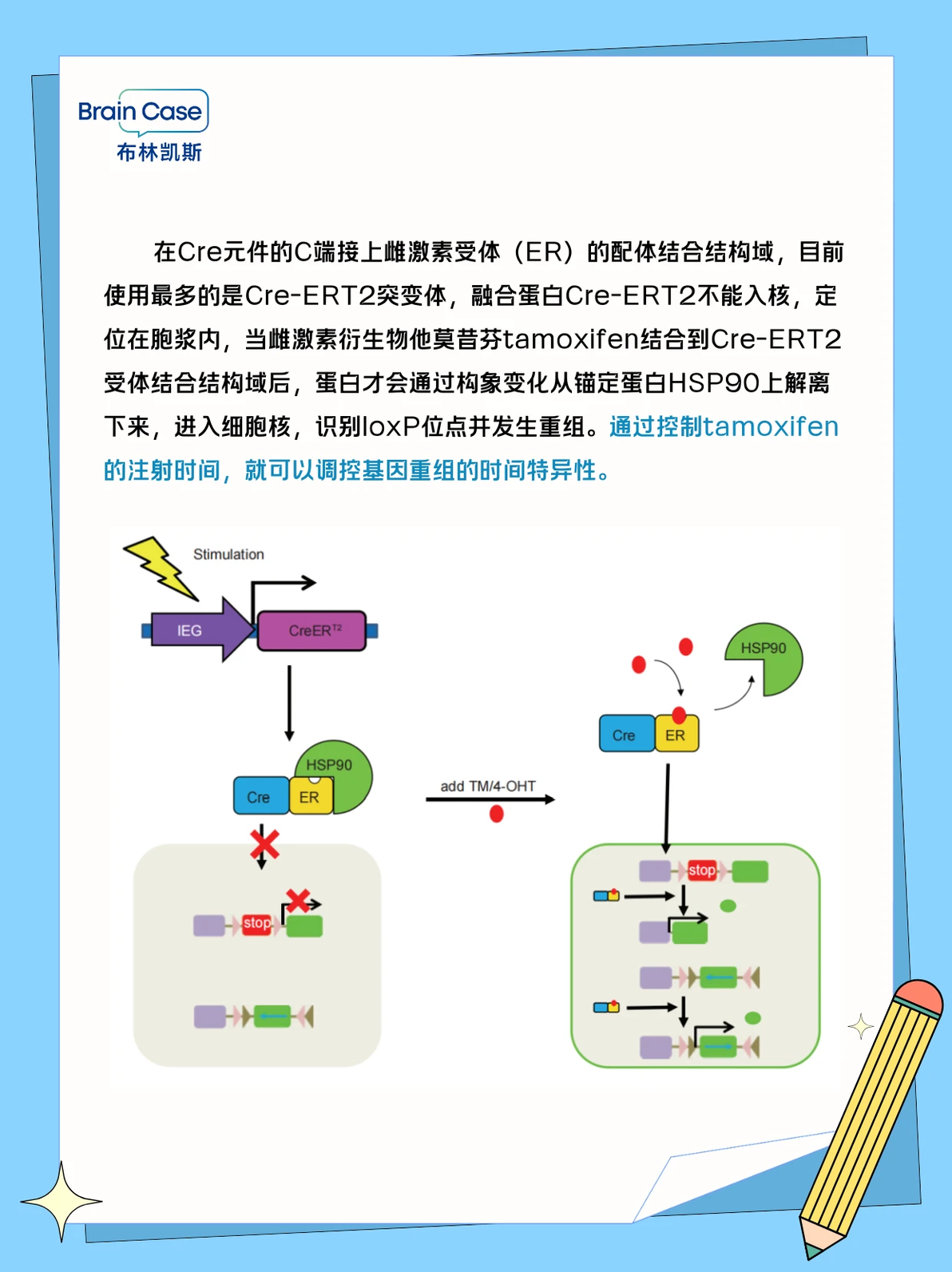 TRAP2:神经元研究的“神奇画笔”!🖊 - 哔哩哔哩