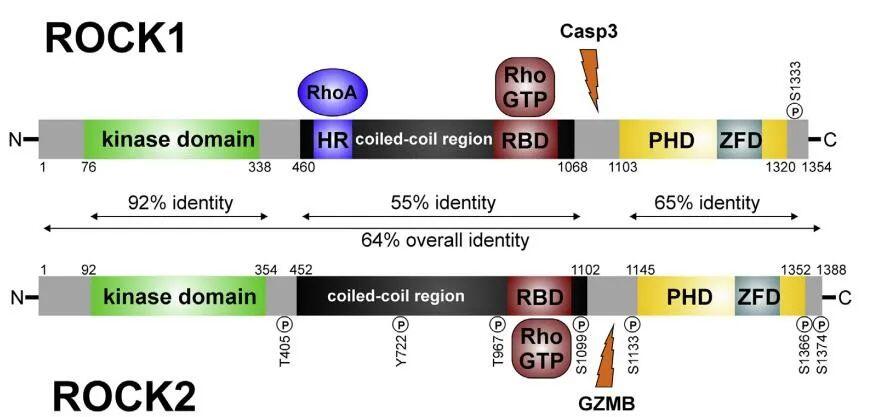 【AmBeed简读】解读ROCK从作用机制到抑制剂应用的探索 - 哔哩哔哩