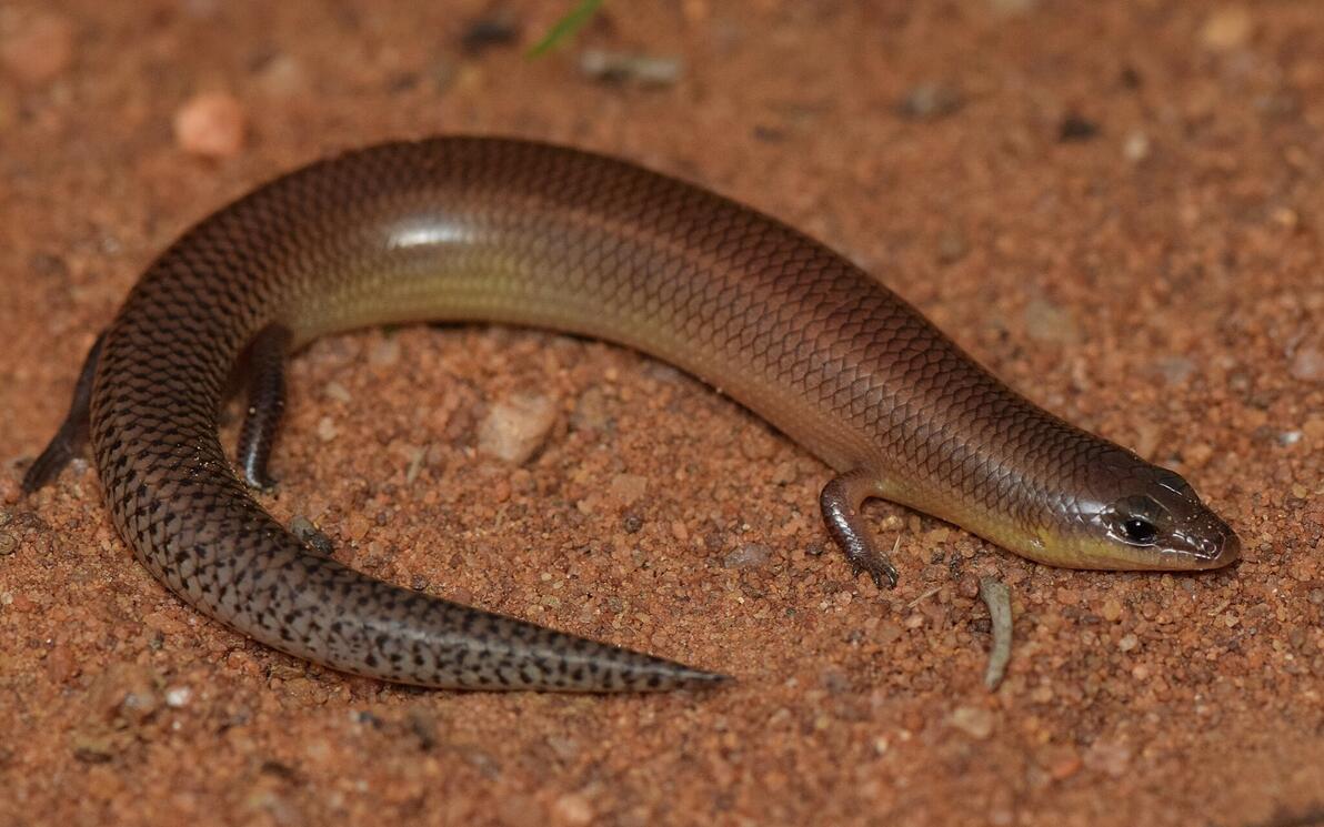 石龙子科Scincidae属级中文名整理（上） - 哔哩哔哩