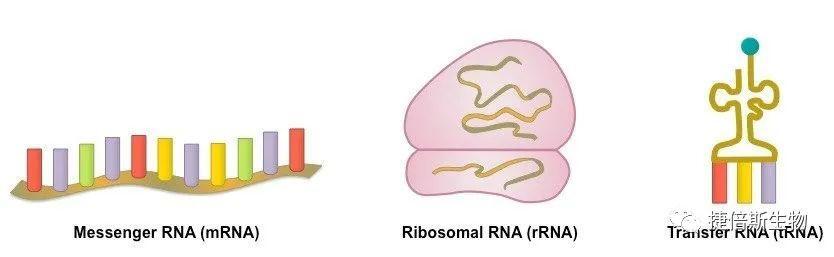 干货：一文读懂mRNA rRNA tRNA结构和功能 - 哔哩哔哩