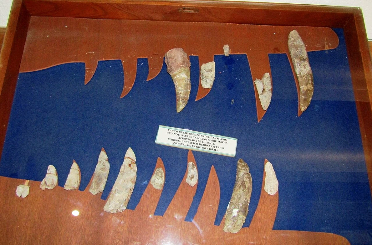 【物种译名】鲨齿龙类Carcharodontosauria全物种译名 - 哔哩哔哩