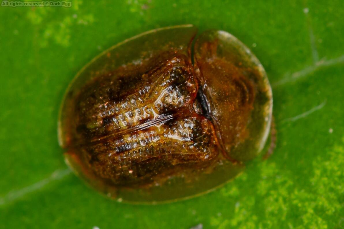 西南虫记·青川·唐家河·20230627 (3) - 哔哩哔哩