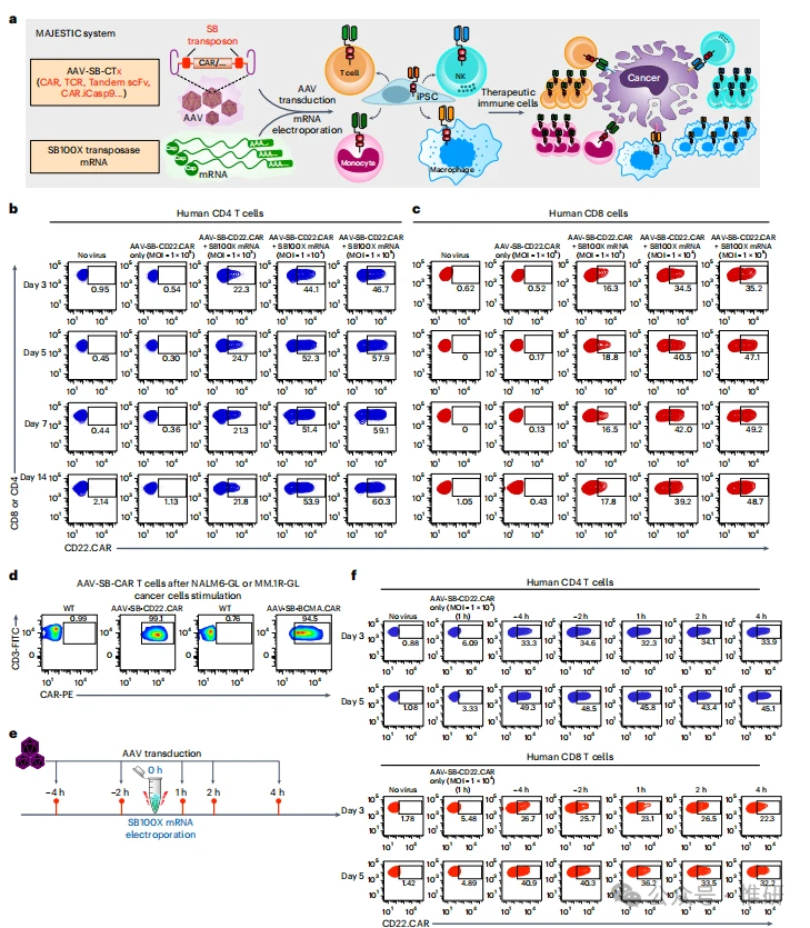 Nature|AAV介导的 “睡美人”转座子和 mRNA 编码转座酶的传递，用于治疗性免疫细胞工 - 哔哩哔哩
