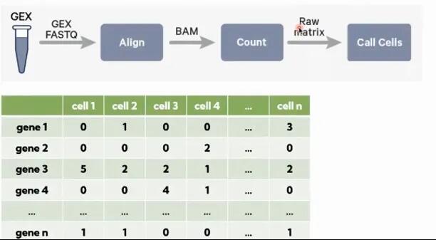 快速上手Cellranger - 哔哩哔哩