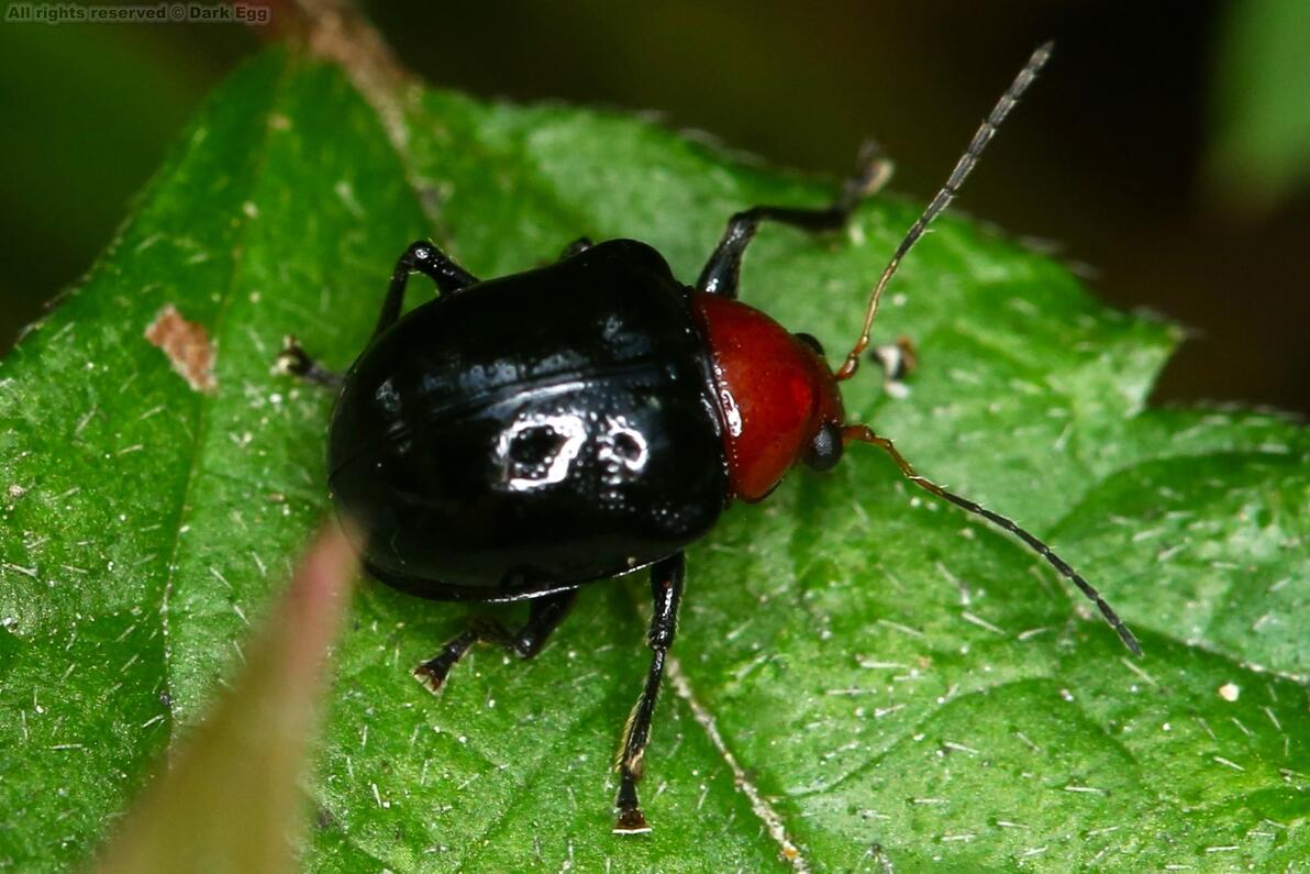 西南虫记·青川·唐家河·20230627 (3) - 哔哩哔哩