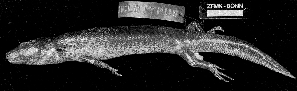 石龙子科Scincidae属级中文名整理（上） - 哔哩哔哩