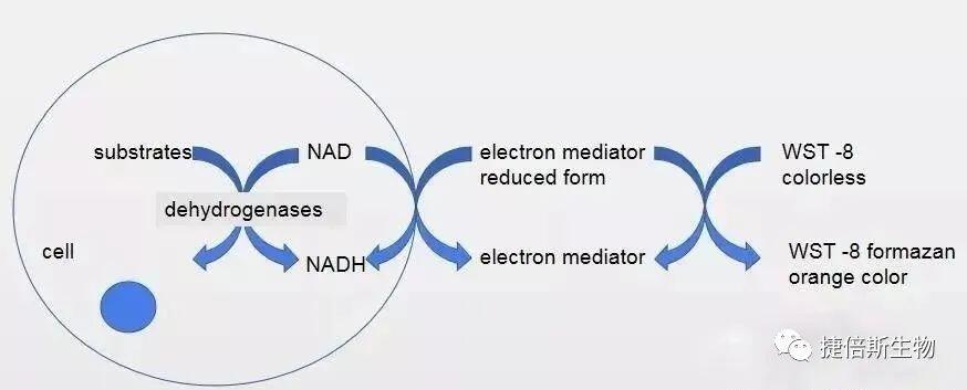CCK-8实验原理及常见问题大盘点 帮你排雷避坑 - 哔哩哔哩