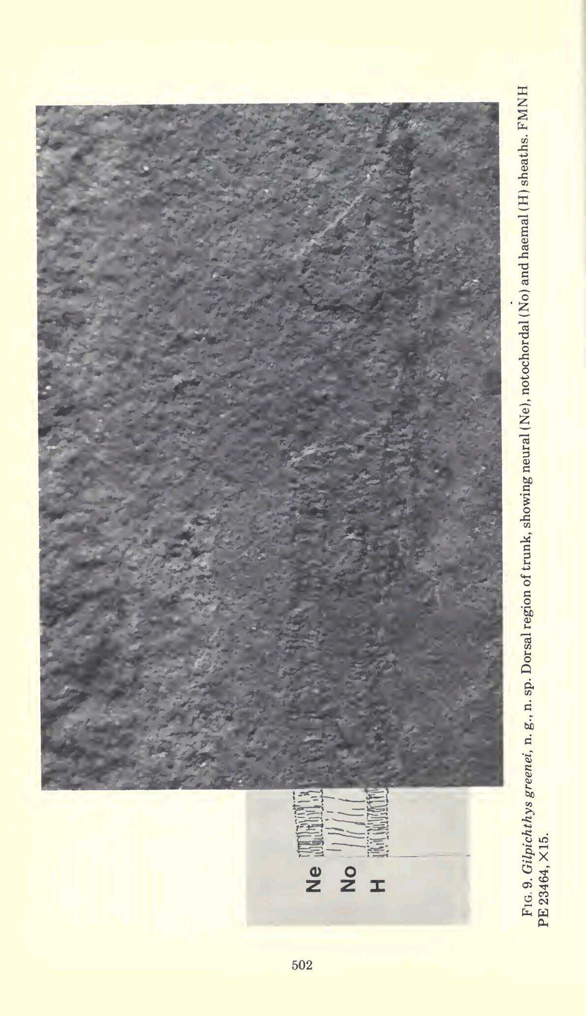 格氏吉尔平鳗(Gilpichthys greeni) - 哔哩哔哩