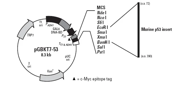pGBKT7-53质粒的介绍—艾普蒂生物 - 哔哩哔哩
