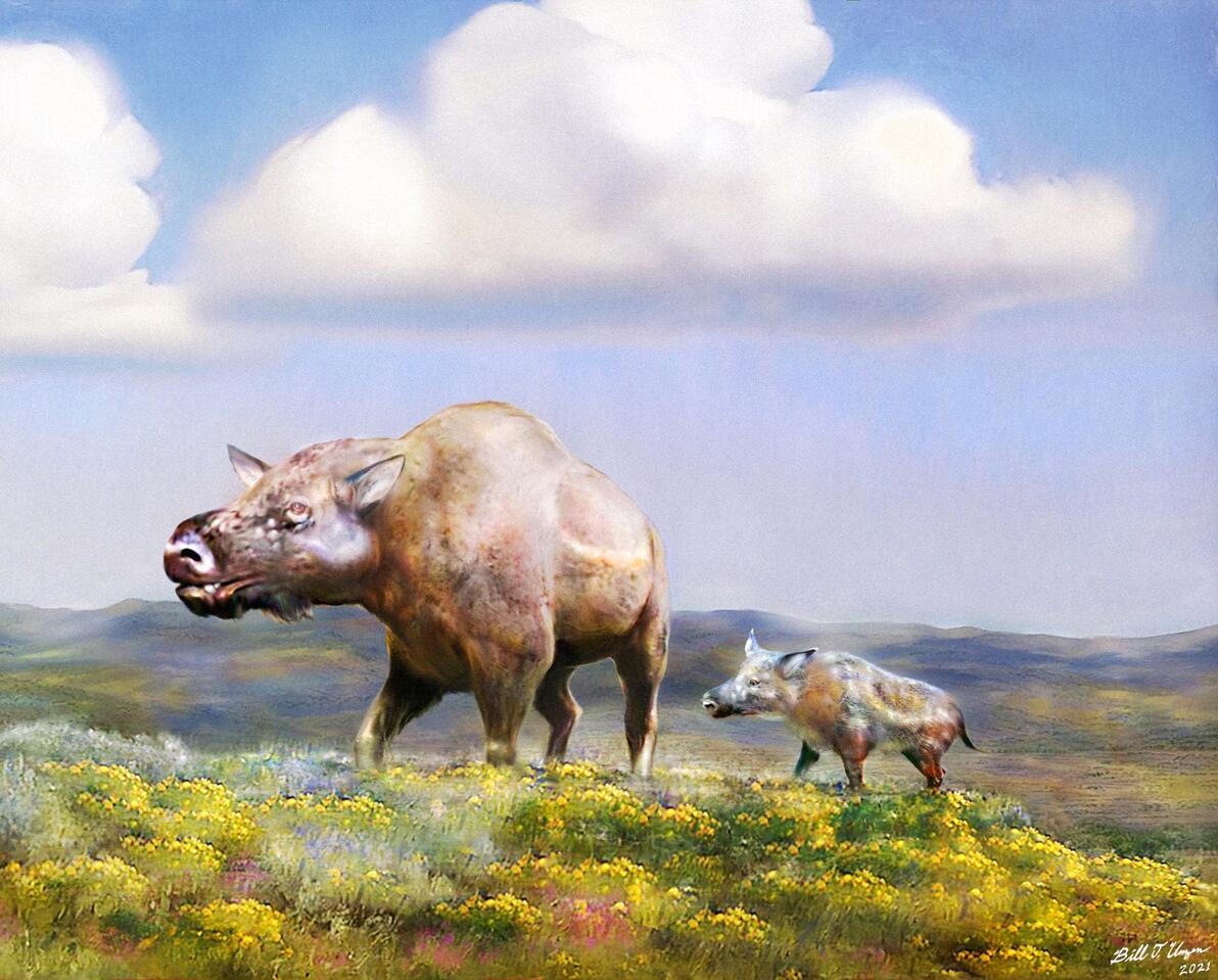 豨科的拉丁学名与中文译名对照 - 哔哩哔哩