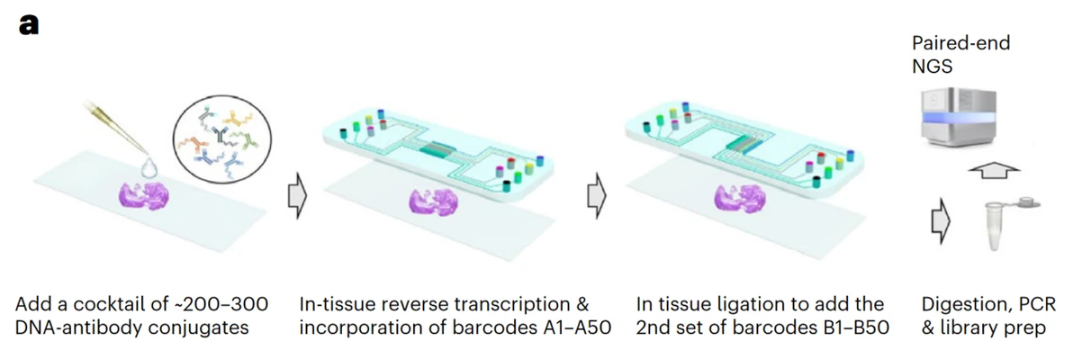 DBiT-seq 空间多组学平台 - 哔哩哔哩