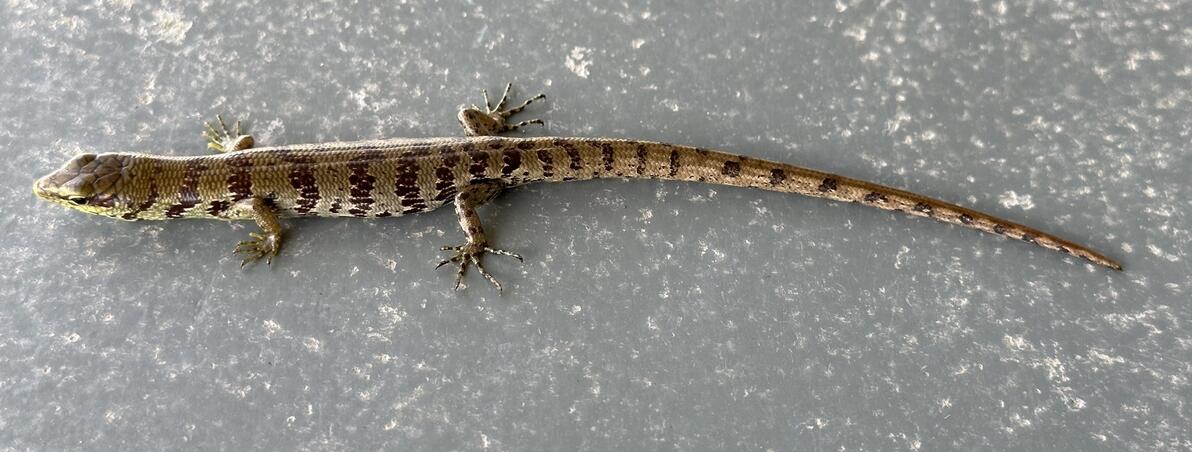 石龙子科Scincidae属级中文名整理（下） - 哔哩哔哩