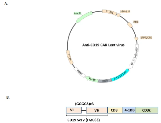 抗CD19 CAR慢病毒（CD19 ScFv-CD8-4-1BB-CD3ζ）方案 - 哔哩哔哩