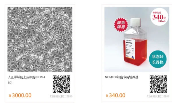 人正常结肠上皮细胞(NCM460)培养要点 - 哔哩哔哩