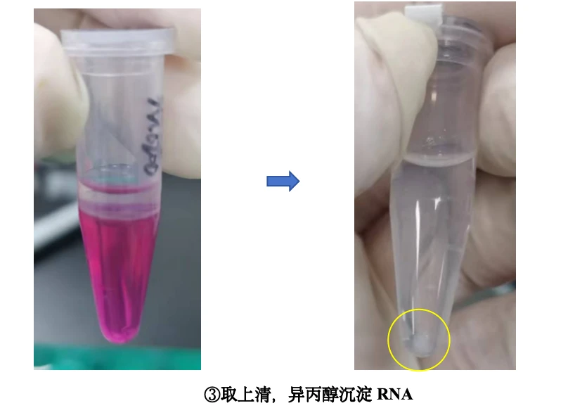 手把手教学——TRIzol提取细胞RNA的经验分享 - 哔哩哔哩