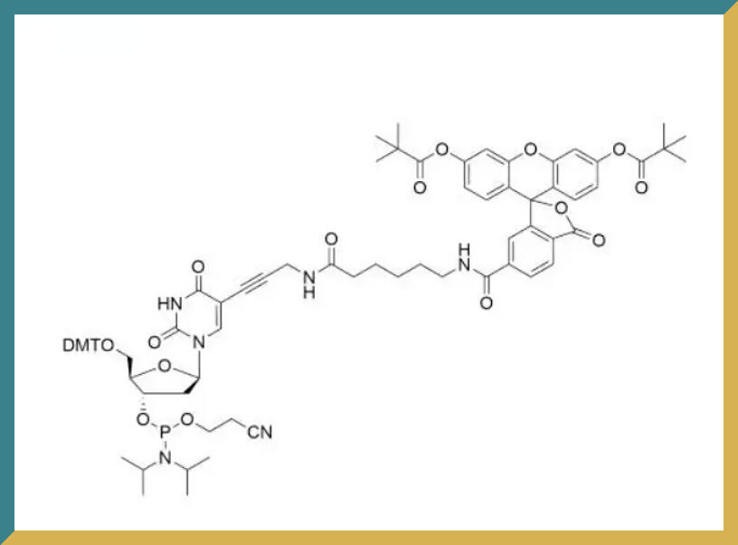 Fitc dT Amidite，FlTC dT 亚磷酰胺杂交与成像技术是怎样的？ - 哔哩哔哩