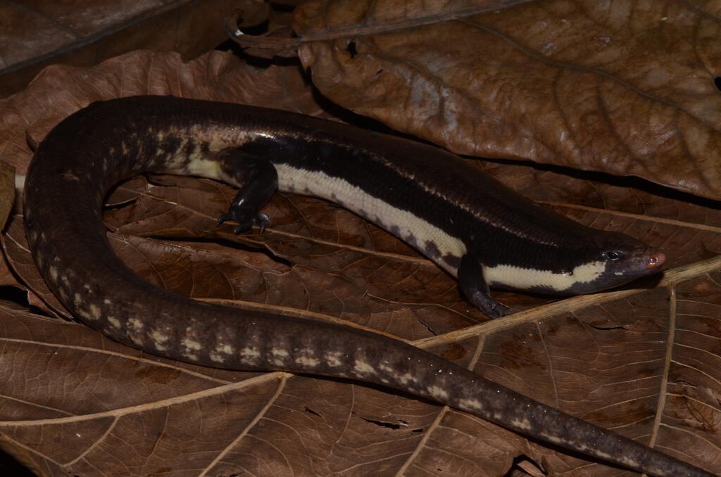 石龙子科Scincidae属级中文名整理（下） - 哔哩哔哩