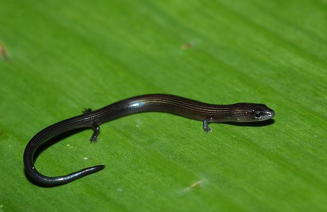 石龙子科Scincidae属级中文名整理（上） - 哔哩哔哩