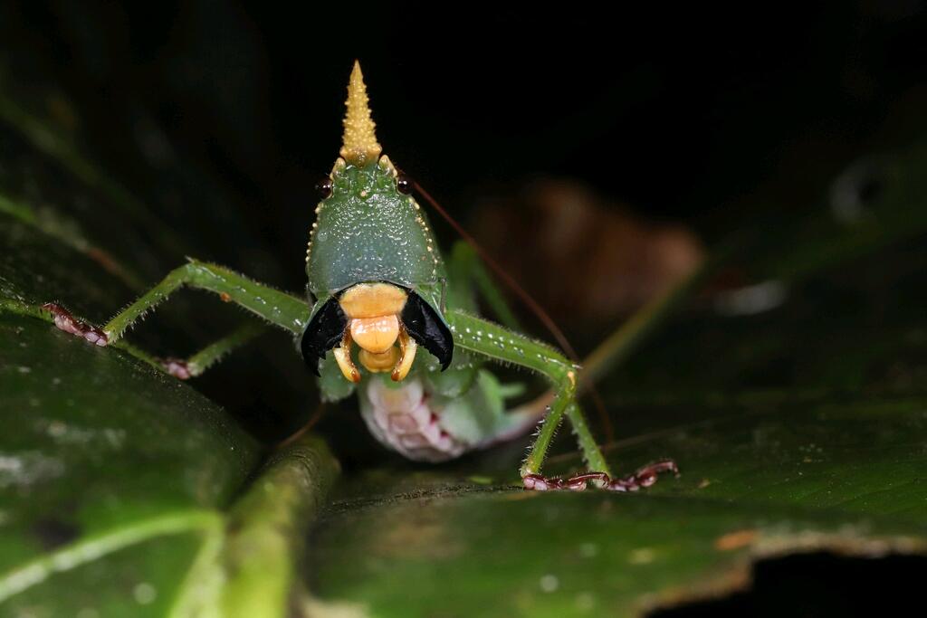 青牛螽属（Copiphora）中文名翻译 - 哔哩哔哩