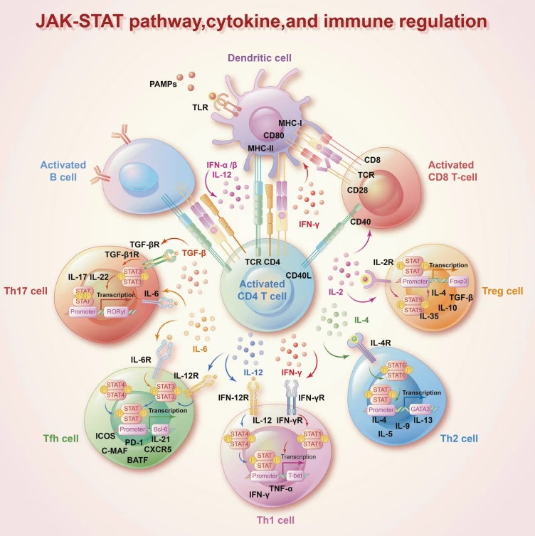 JAK-STAT信号通路全面梳理：信号传导、激活与调控、主要基因、信号串扰 - 哔哩哔哩