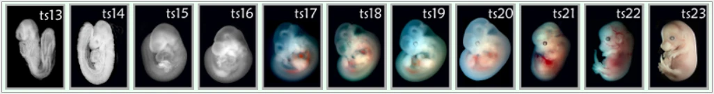 一枚受精卵如何“变”成一只小鼠？ - 哔哩哔哩