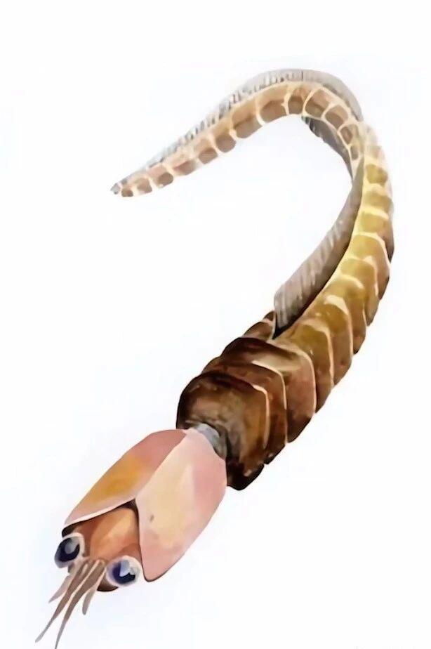 寒武魅影——泳虾科（Nectocarididae）跌宕的研究之路 - 哔哩哔哩