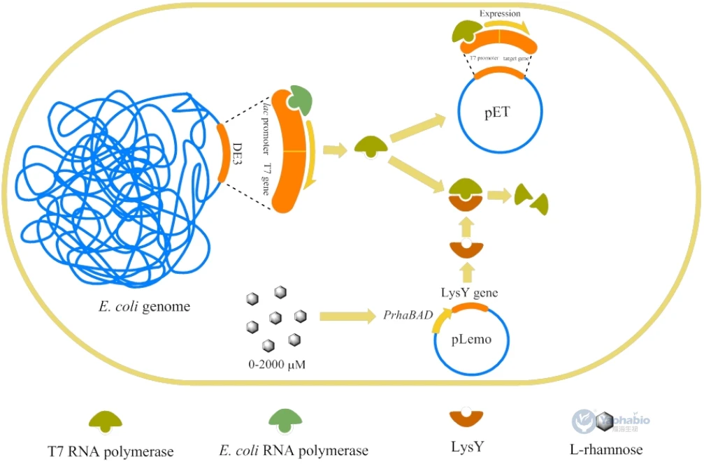 一文读懂大肠杆菌菌株（附重组蛋白表达解决方案） - 哔哩哔哩