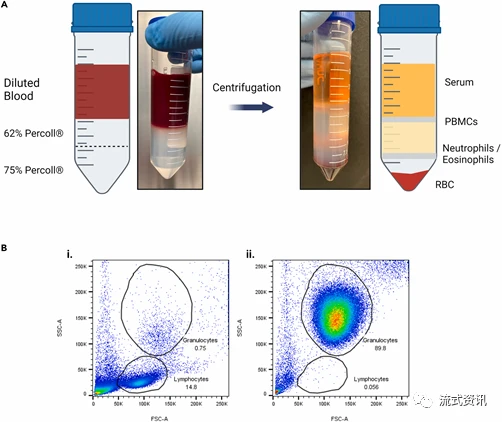 人外周血中性粒细胞的分离&流式检测详细步骤 - 哔哩哔哩