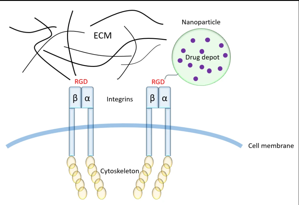 认识RGD肽/Arg-Gly-Asp，是最常见的负责细胞粘附到ECM的肽基序 - 哔哩哔哩