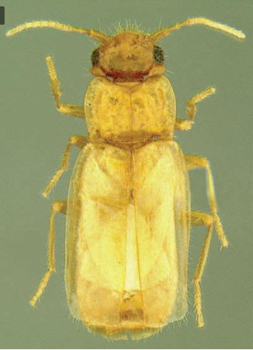 虫趣杂谈：步甲的亚科 - 哔哩哔哩