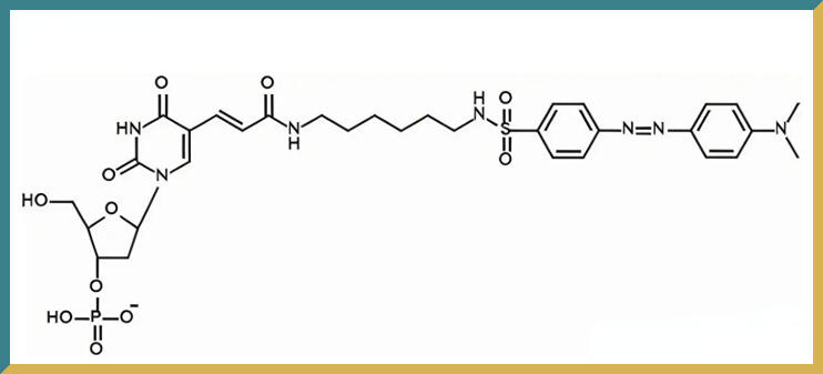 DABSYL亚磷酰胺（T型连接臂）的相关介绍 - 哔哩哔哩
