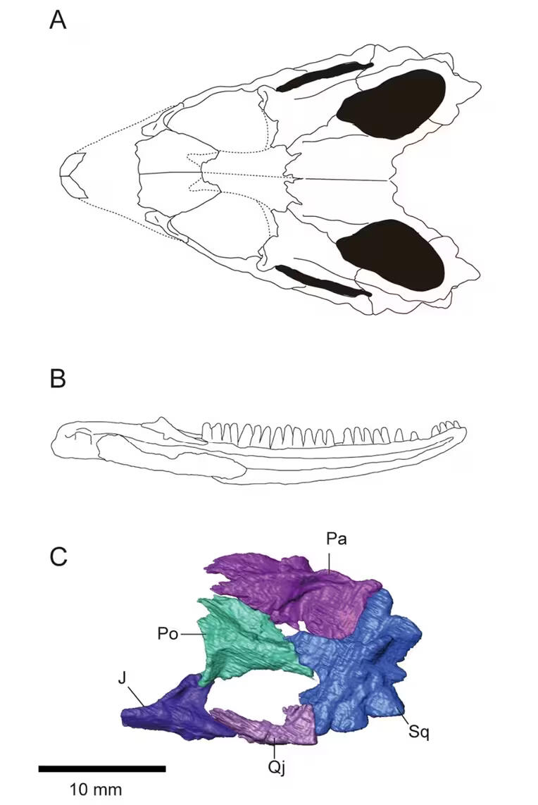 离龙目（Choristodera）基本介绍 - 哔哩哔哩