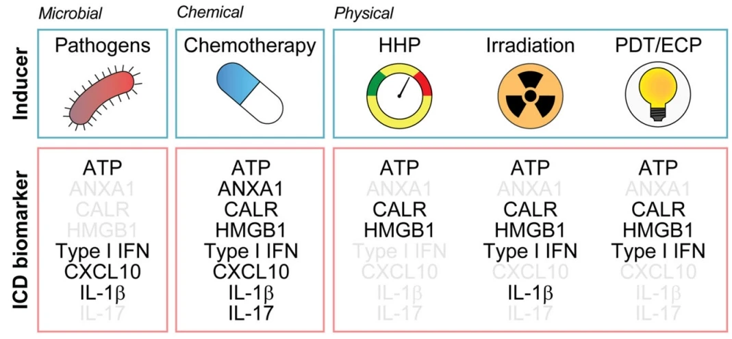 细胞死亡新热点：“免疫原性细胞死亡（ICD）”研究思路汇总 - 哔哩哔哩