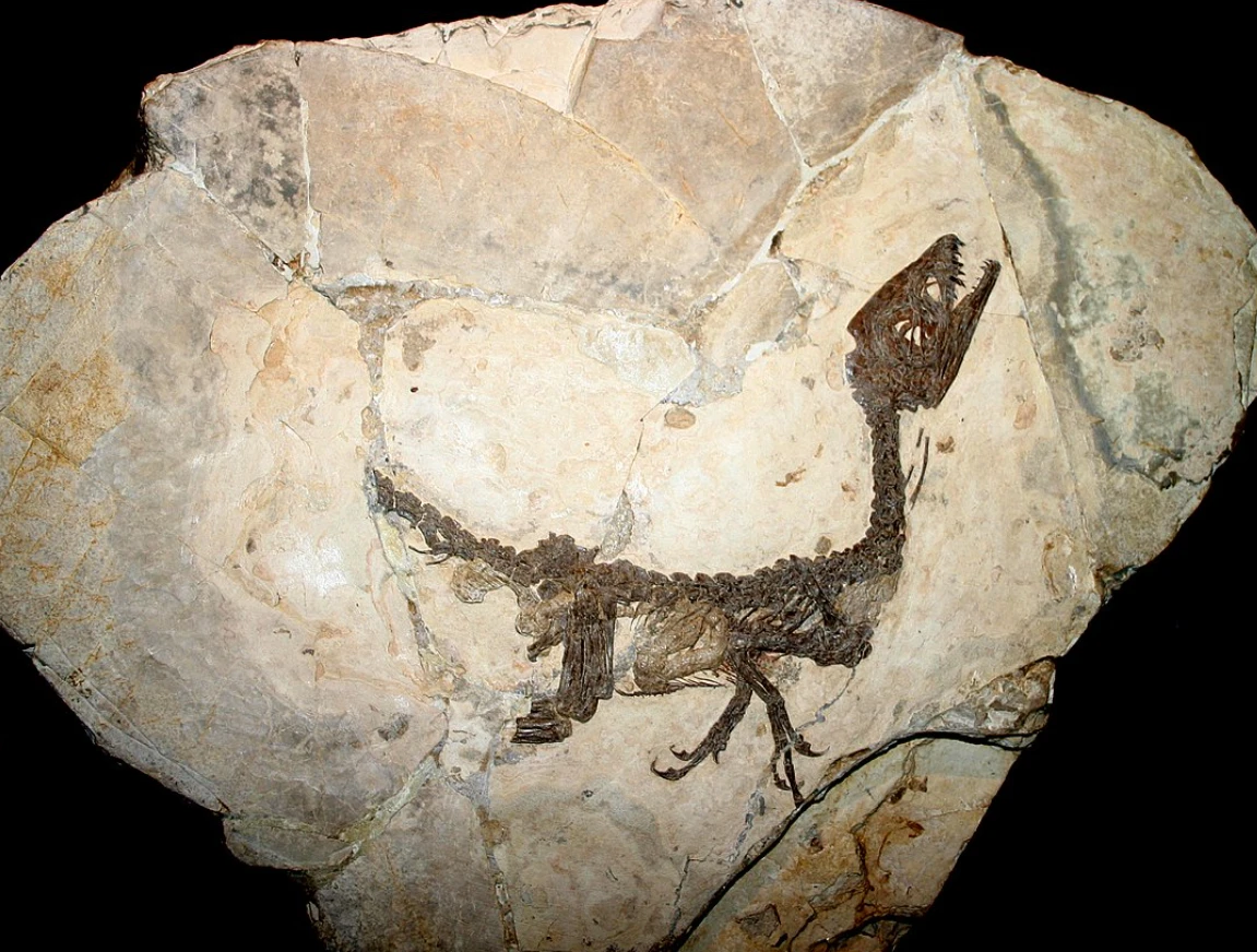 【物种译名】鲨齿龙类Carcharodontosauria全物种译名 - 哔哩哔哩