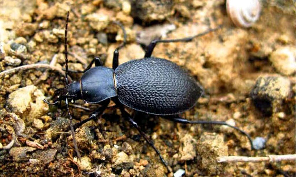 大步饲养：瘤鞘亚属Coptolabrus（壹） - 哔哩哔哩