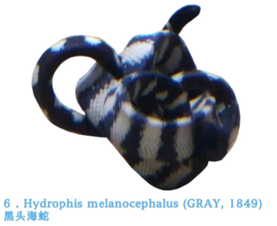 海蛇神话？钩鼻海蛇 and 贝尔彻海蛇（上世纪最毒蛇定论） - 哔哩哔哩