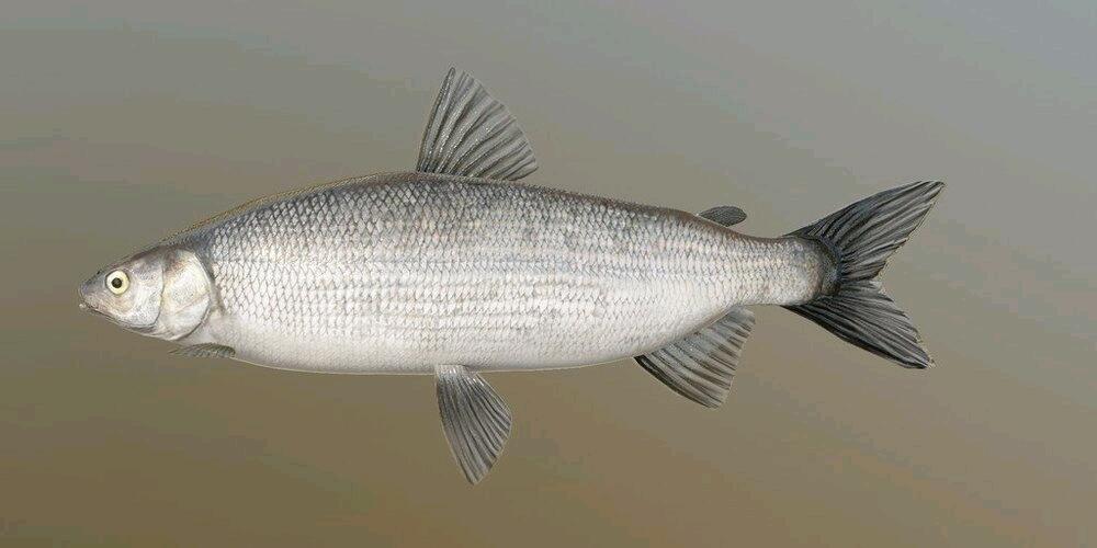 《俄罗斯钓鱼4》全鱼类对照（2）鲑，鲟鳇，狗鱼，鲱，鲈塘鳢，太阳鱼，竹刀鱼，鳗 - 哔哩哔哩