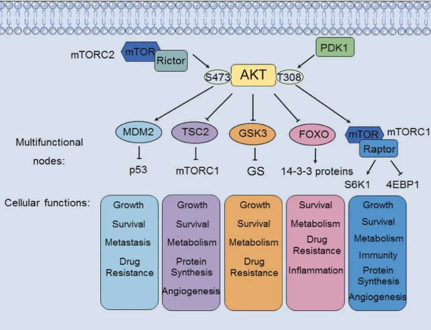 PI3K-Akt信号通路深度解读：激活/组成/通路串联/通路检测…… - 哔哩哔哩