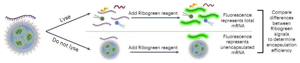 干货|Nature Protocol分享mRNA-LNP的制备和检测实验步骤 - 哔哩哔哩
